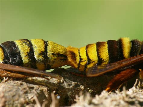 Doug Mackenzie Dodds Images Batesian Mimicry