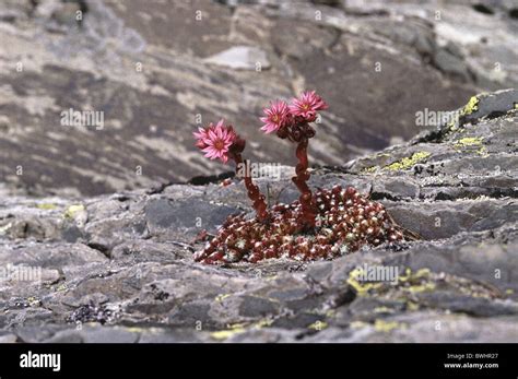 Live Forever Plant Chalk Liveforever Dudleya Pulverulenta
