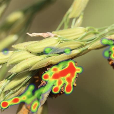 Visualization Of Model Attention The Red Region Indicates The Focal Download Scientific