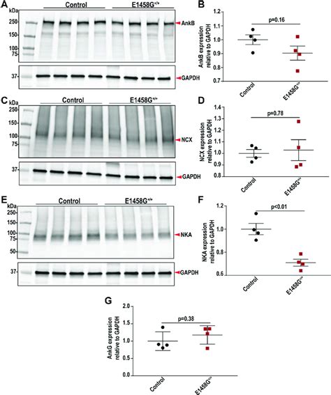 Expression Of Ankyrin B And Ankyrin Binding Partners In The