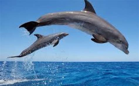 Delphinus Capensis 31st Poem