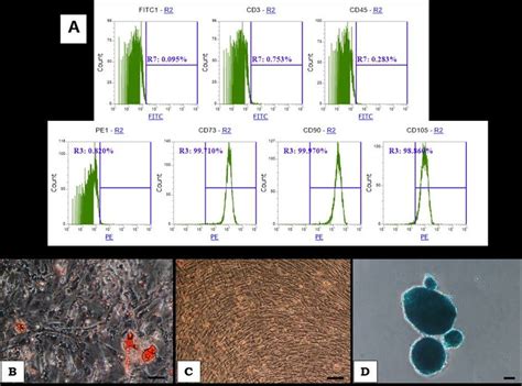 A The Expression Levels Of Surface Markers On Wj Mscs Determined By