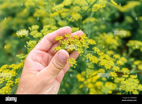 Farmer Examining Flowering Parsnip Plant In Bloom Selective Focus