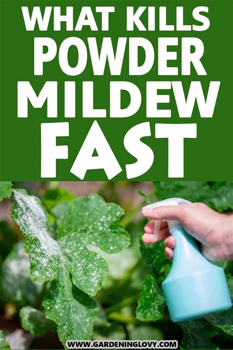 How To Get Rid Of Powdery Mildew 15 Easy Yet Effective Ways Artofit