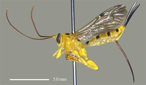 Xanthopimpla Image Database Of Parasitoid Wasps