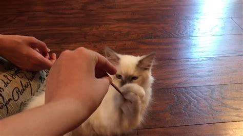 Ragdoll почему именно Рэгдолл особенности породы продолжение часть вторая Youtube