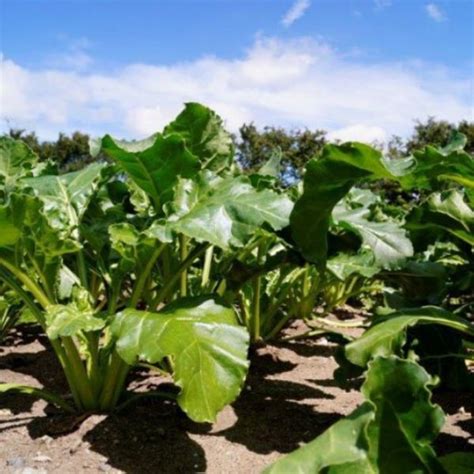 Sugar Beet Specialist Nutrition