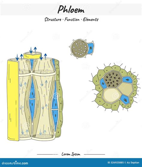 phloem structures and elements illustration 324896170