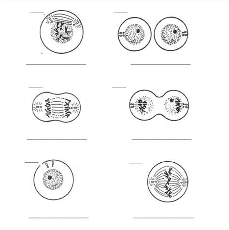 Blank Stages Of Mitosis Diagram Mitosis Doodle Notes Emmatheteachie