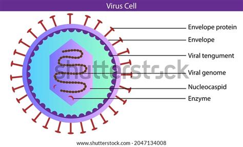 Virus Cell Structure Labeled Diagram เวกเตอร์สต็อก ปลอดค่าลิขสิทธิ์