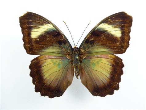 Euphaedra Xypete Female Aureus Butterflies And Insects