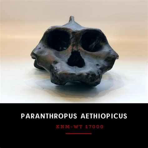 Paranthropus Aethiopicus Skull Replica Prehistoric Fossil Collection