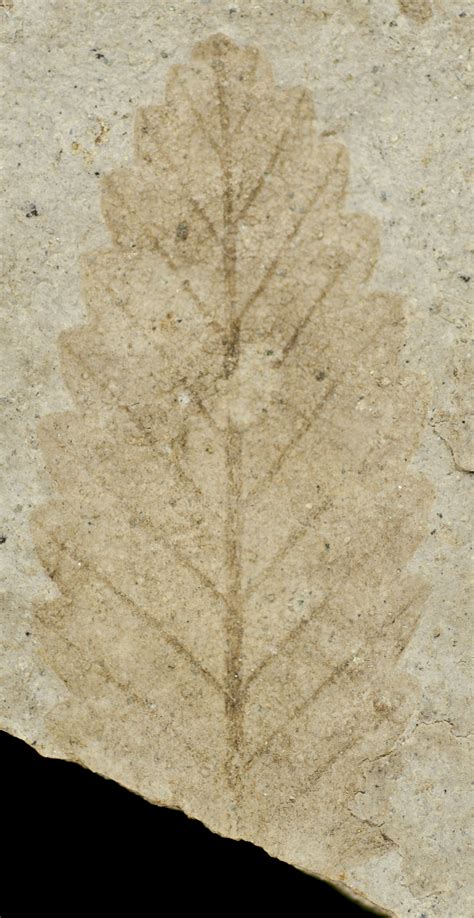 976 Flfo003287b Fossil Leaf Lens