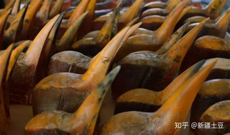 没有买卖就没有杀害——盔犀鸟 知乎