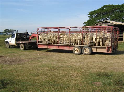Trailer load of Cattle | Going of to the Market | Flickr