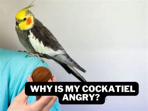 Why Is My Cockatiel Angry 4 Ways To Calm Down