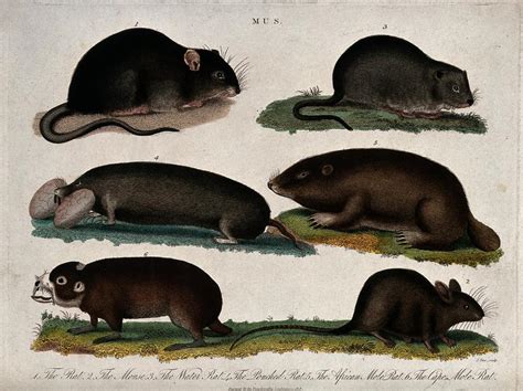 SSFP Rodent Not Rat