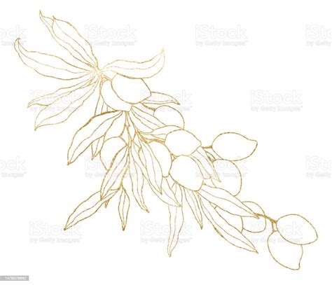 금 올리브 나뭇 가지와 잎의 수채화 카드입니다 흰색 배경에 격리된 손으로 그린 라인 아트 자연 구성 디자인 인쇄 직물 또는 배경에 대한 식물 그림 0명에 대한 스톡 벡터