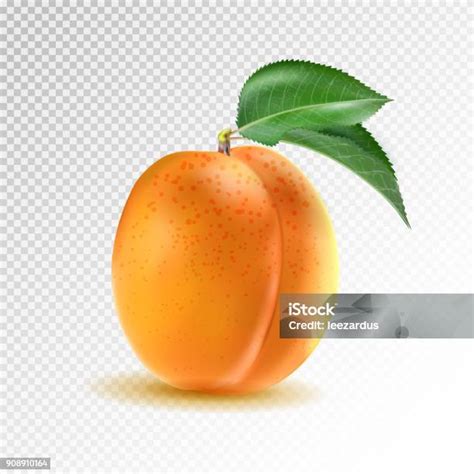 벡터 익은 오렌지 살구 투명 배경에서 현실적인 3d 벡터 과일 컬렉션 개체 0명에 대한 스톡 벡터 아트 및 기타 이미지 0명