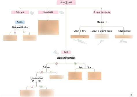 Bugs Gram Negative Chart Diagram Quizlet