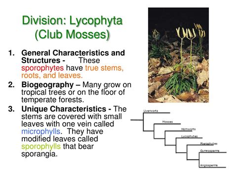 Ppt Fungi Classification Powerpoint Presentation Free Download Id6078615 Ppt Fungi Classification Powerpoint Presentation Free Download Id6078615