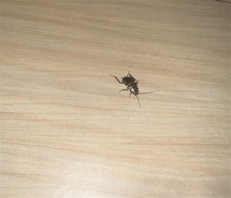 Is This A Roach Or A Beetle Rspecies Is This A Roach Or A Beetle Rspecies