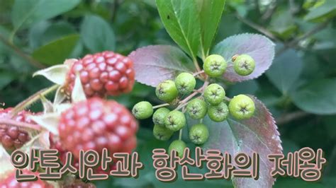 블랙베리와 블랙초크베리 Youtube