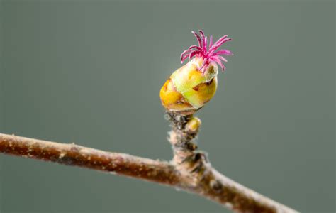 Monoecious And Dioecious Trees Whats The Difference Directree