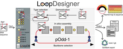 Loop Assembly A Simple And Open System For Recursive Fabrication Of Dna Circuits Pollak