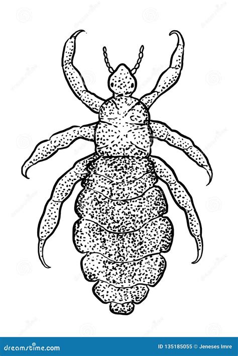 Lice Cartoons Illustrations And Vector Stock Images 1842 Pictures To