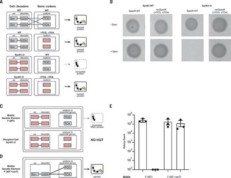 refactored genetic codes enable bidirectional genetic isolation science