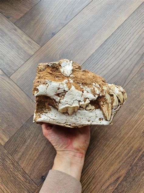 What Can You Tell Me About This Sabertooth Fossil Is It Real How To