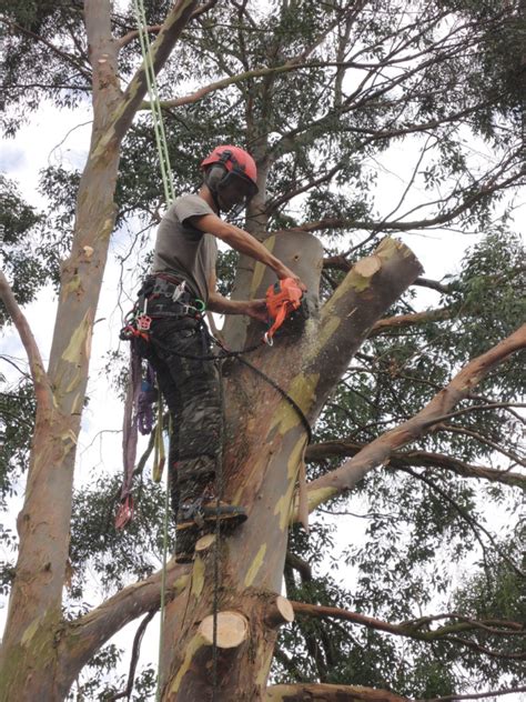 Tree Surgery Photo Gallery Tendring Tree Surgery
