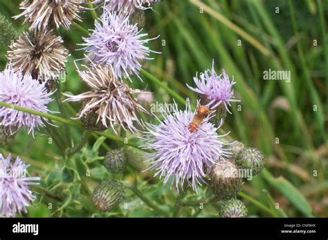 This Image Captures A Pair Of Insects Engaged In Mating Behavior Which