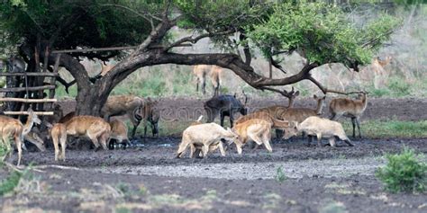 A Group Of Javan Deer Rusa Timorensis In Baluran National Park East Java Indonesia Stock