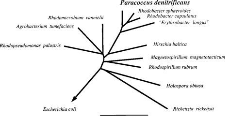 Paracoccus Pantotrophus Semantic Scholar
