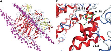 Molecular Modeling Of Cwhm 728 In The Predicted Structure Of M