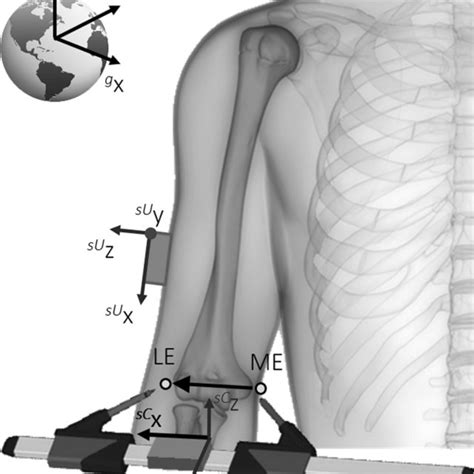 Anatomical Calibration Of A Magnetic And Inertial Measurement Unit Download Scientific Diagram