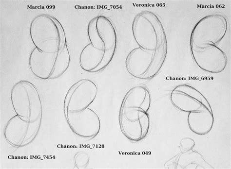 bean torso drawing at barbara slye blog