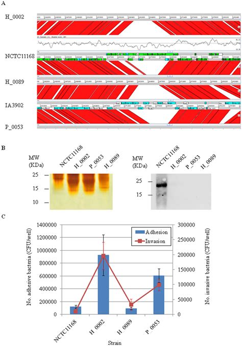 Genetic Alteration In The Lipooligosaccharide Los Modification Locus Download Scientific