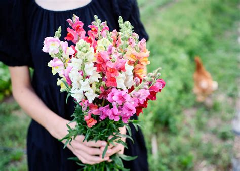 How To Save Snapdragon Seeds Storables