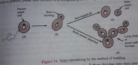 Budding Asexual Reproduction Yeast