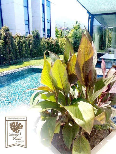 Озеленяване на тераси и балкони Interiorplant