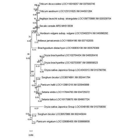 The Phylogenetic Tree Constructed Using The Neighbor Joining Method