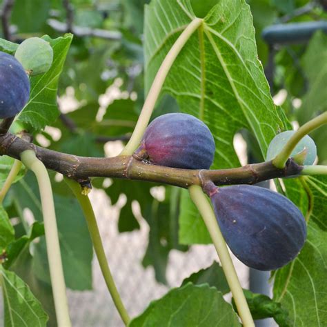 Black Mission Fig Black Mission Fig Cuttings 12 Profig