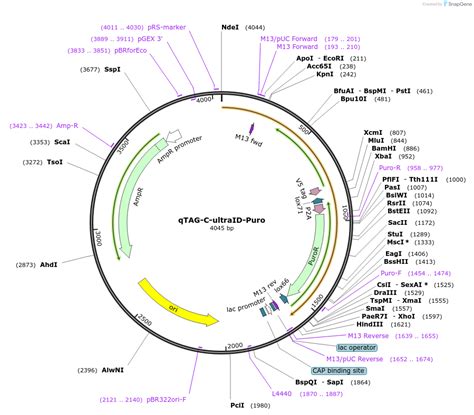 Addgene Qtag C Ultraid Puro
