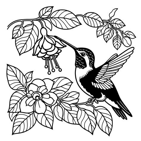 Colibri Boit Du Nectar De Fuchsia Modèle De Coloriage Gratuit