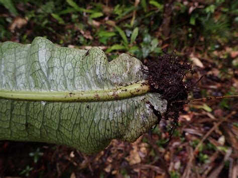 Microsorum Congregatifolium Polypodiaceae
