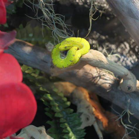 Green Tree Python Pageshp Customs Custom