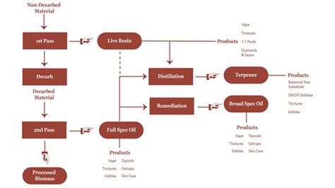 Understanding Solvent Extraction In Medical Cannabis Production